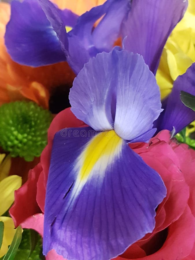 Yellow Green Flower Patel Plant Stock Image - Image of patel, plant ...