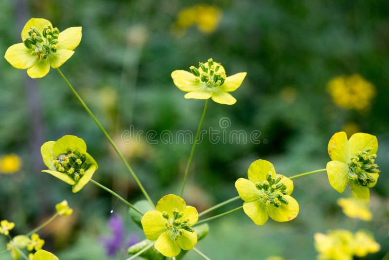 Yellow-green flowers stock photo. Image of yellowgreen - 98251628