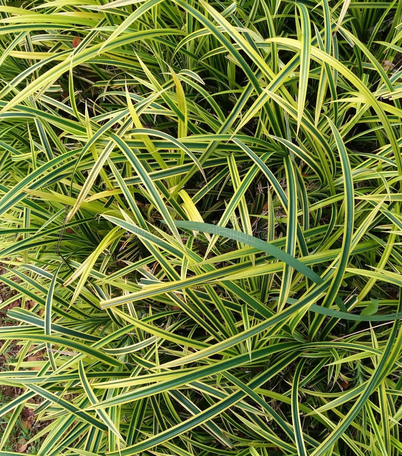 Yellow Green Grass Thrives in the Garden Making an Interesting Abstract ...