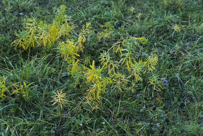 Yellow green grass stock image. Image of autumn, meadow - 147279099
