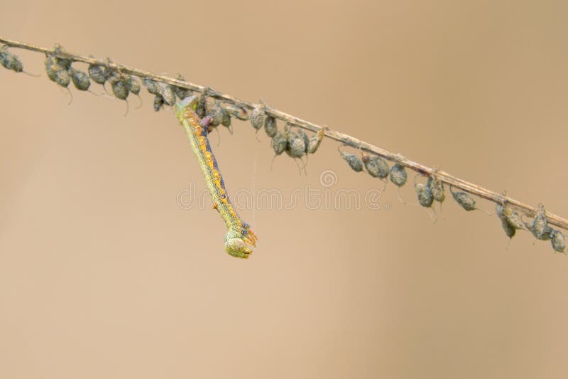 Inchworm stock image. Image of insects, animal, animals - 280513047