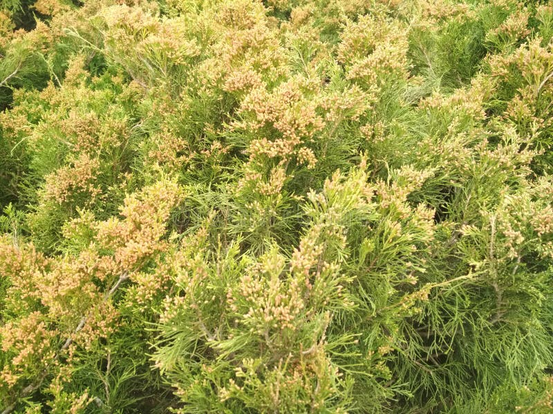 Yellow Juniper Sprig stock image. Image of bush, botanical - 132941625