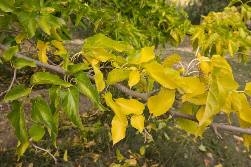 Yellow and Green Leafs Closeup Stock Photo - Image of evolution ...