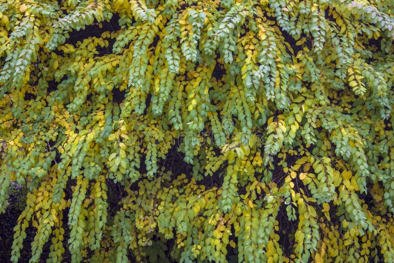 Yellow and Green Leaves on an Autumn Bush Stock Image - Image of close ...