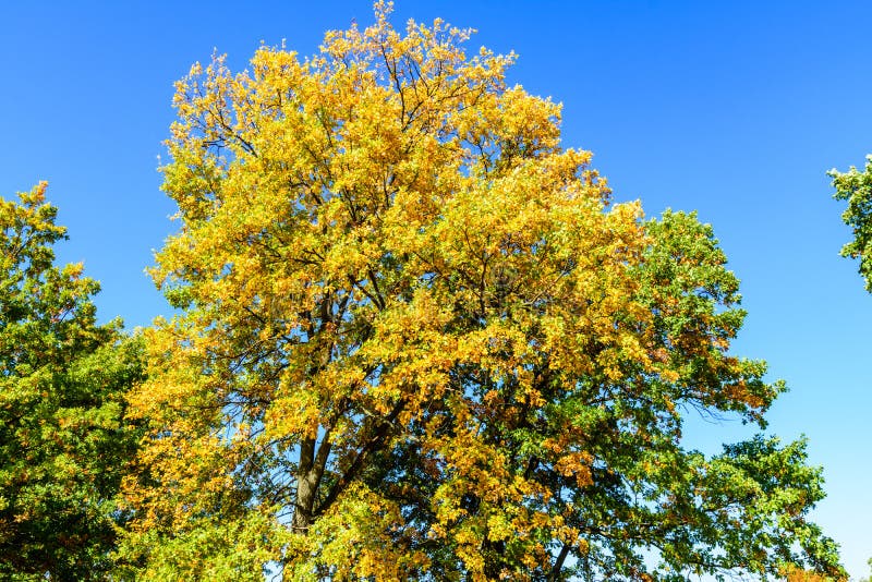 Yellow and Green Leaves on a Big Oak Tree at Autumn Stock Photo - Image ...