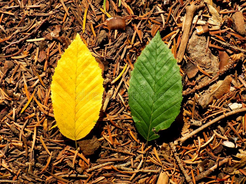 Yellow and Green Leaves Comparison during Autumn Stock Photo - Image of ...