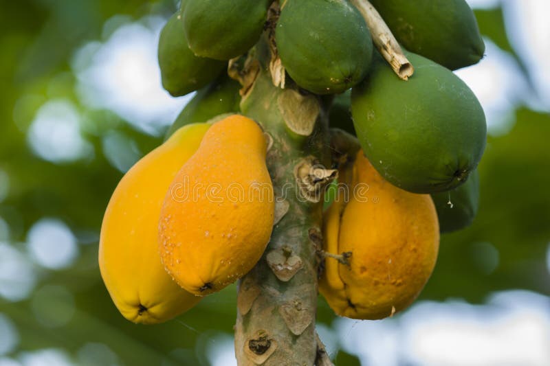 Yellow and Green Mango Fruits Hanging from the Tree Stock Image - Image ...