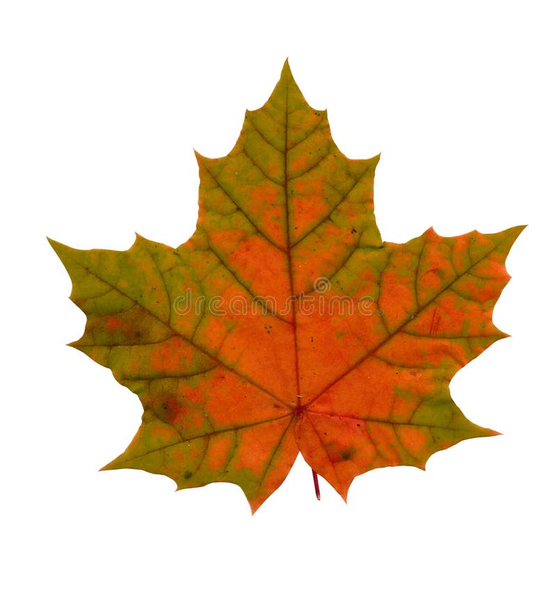 Single Maple Leaf Changing Fall Color 2 Stock Image - Image of green ...