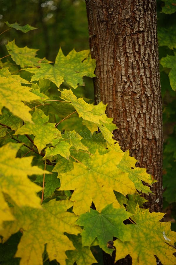 Yellow Green Maple Leaves on a Background of a Tree Trunk Stock Image ...