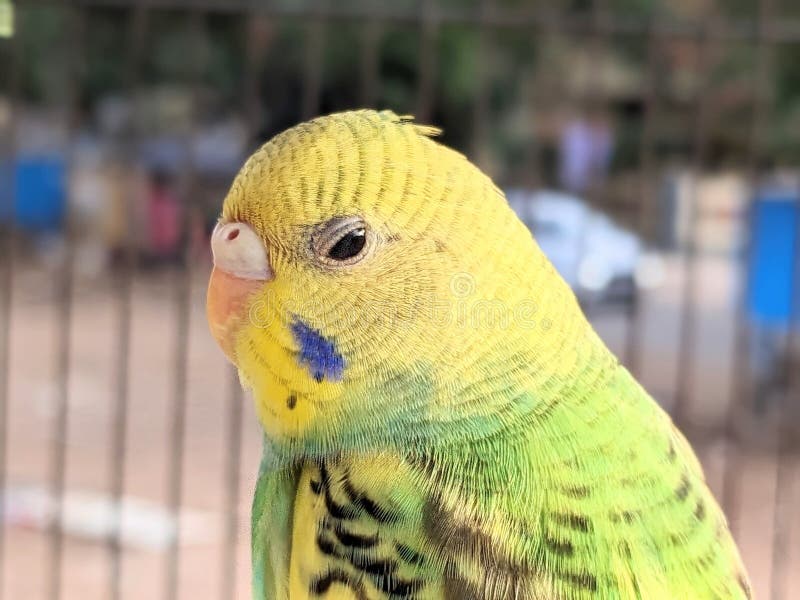 Yellow and Green Mixed Color Love Bird Stock Image - Image of color ...