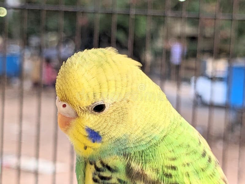 Yellow and Green Mixed Love Bird Closeup Portrait Stock Photo - Image ...