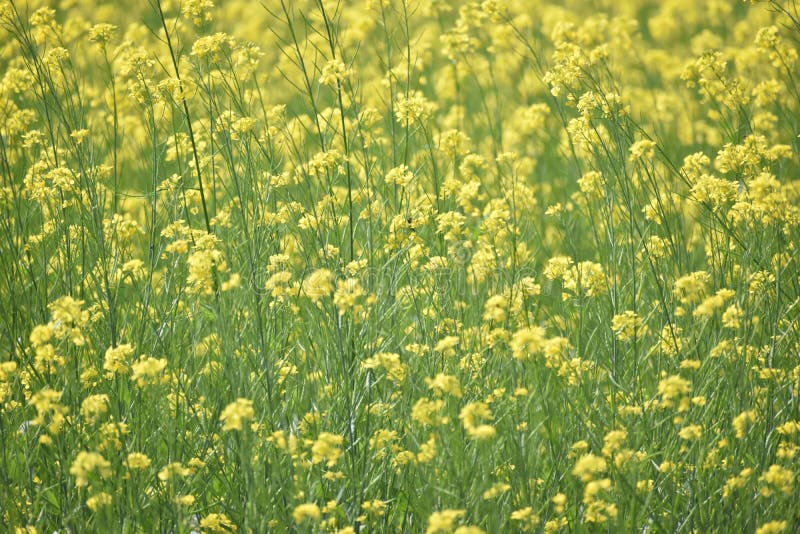 Yellow Green Mustard Field Windy Day Stock Photos - Free & Royalty-Free ...