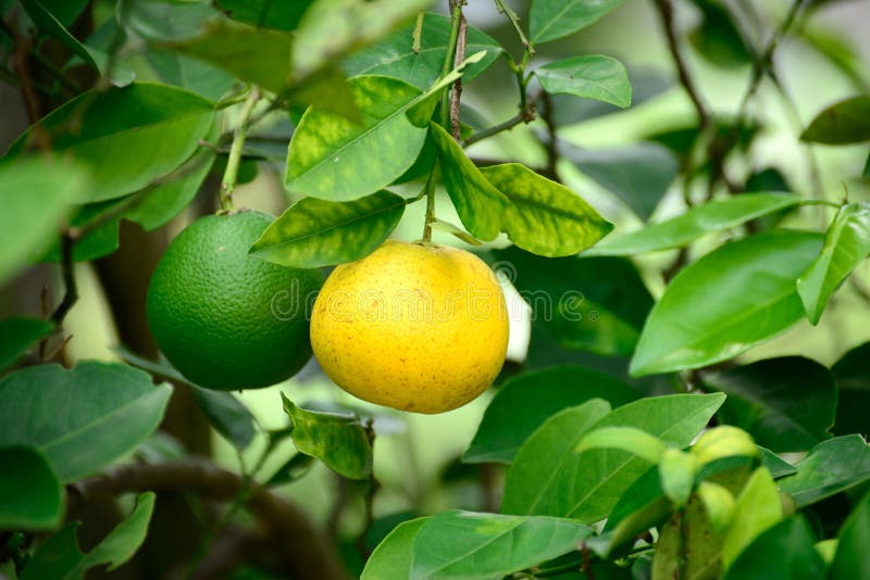 Orange tree stock photo. Image of fresh, environmental - 29938504