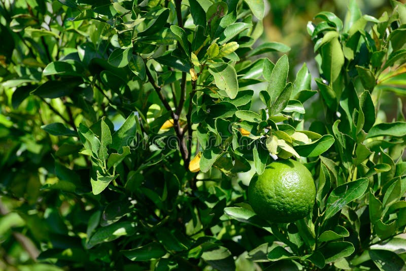 Orange tree stock photo. Image of green, sweet, fresh - 29938558
