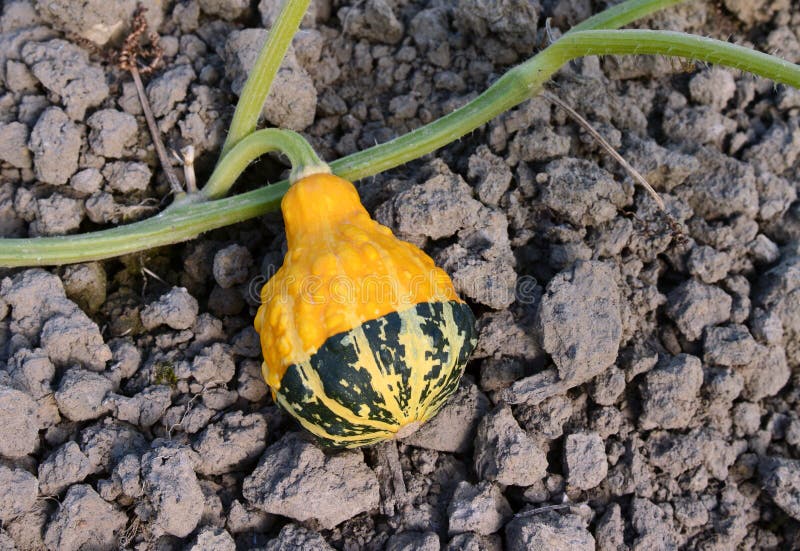 Yellow and Green Ornamental Gourd Stock Photo - Image of cucurbita ...