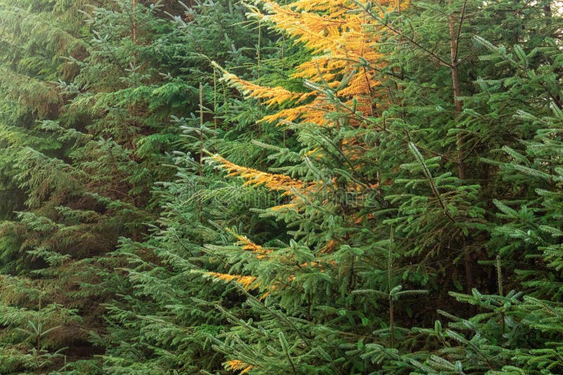 Yellow on Green Pine Tree Abstract Background Stock Photo - Image of ...