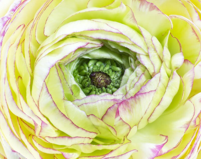 Yellow Ranunculus Asiaticus Stock Image - Image of growth, asiaticus ...