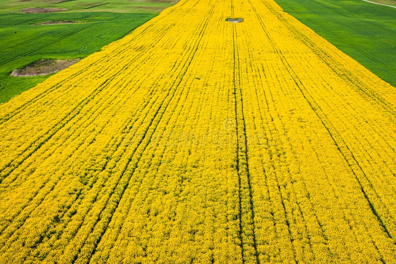 Yellow and Green Fields in Spring, Poland Stock Photo - Image of land ...