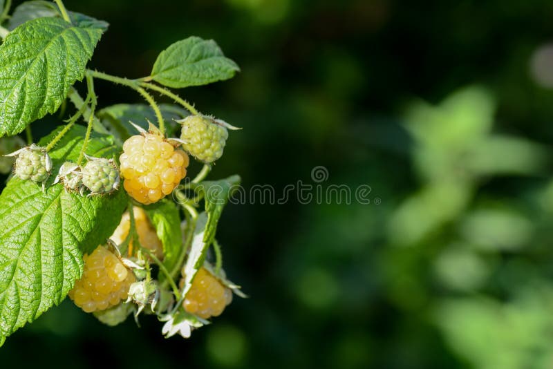 Green Bug on the Raspberries. Stock Image - Image of nature, animals ...