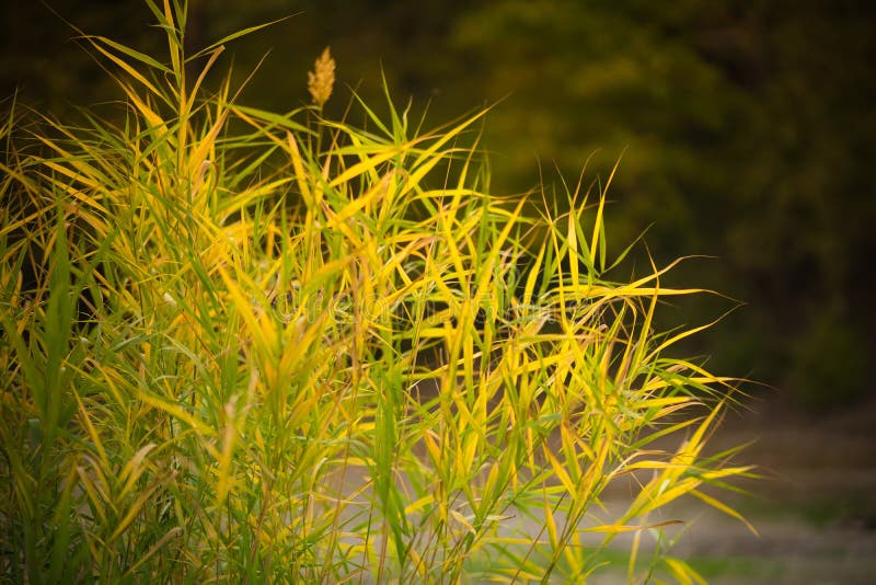 Autumn reed grass stock photo. Image of light, botanical - 110628492