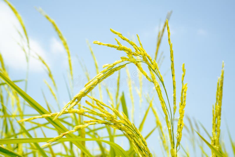 Yellow Green Rice Field on Blue Sky Background Stock Photo - Image of ...