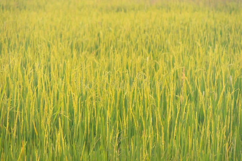 Yellow Green Rice Field with Blur Background Stock Photo - Image of ...