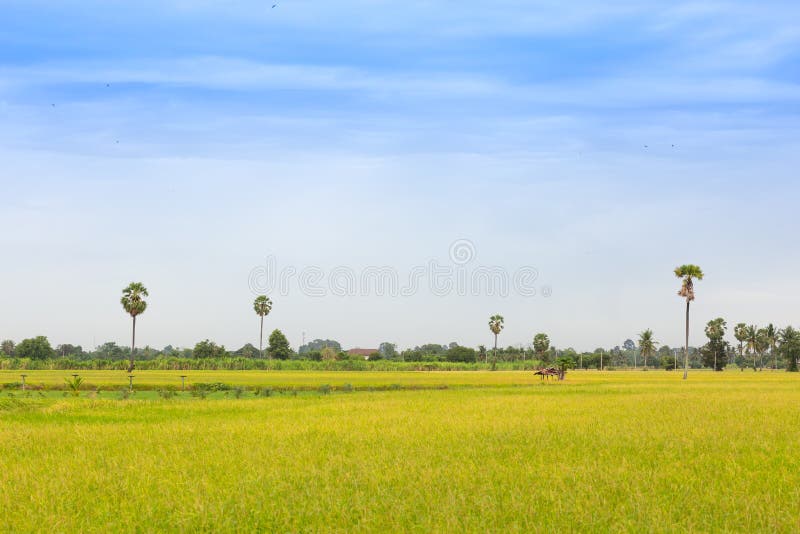 Autumn Rice Field Texture Stock Images - Download 754 Royalty Free Photos
