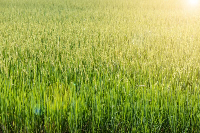 The Green Rice Paddy Field Plantation in Asia Against a Beautiful Blue ...