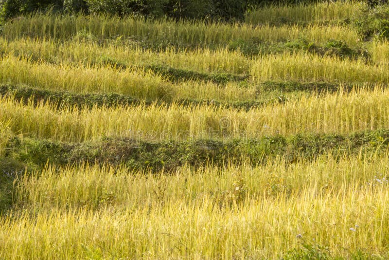 A Yellow Green Rice Terraces of Fields. Ripe Rice Crop Stock Image ...