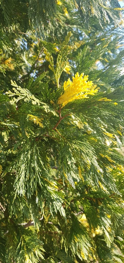 Yellow-green river cedar stock photo. Image of tree - 269598796