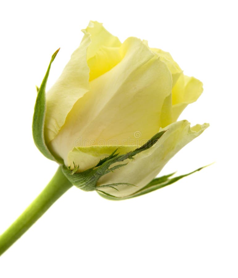 Yellow-green rose stock image. Image of close, buds, pastel - 54297275