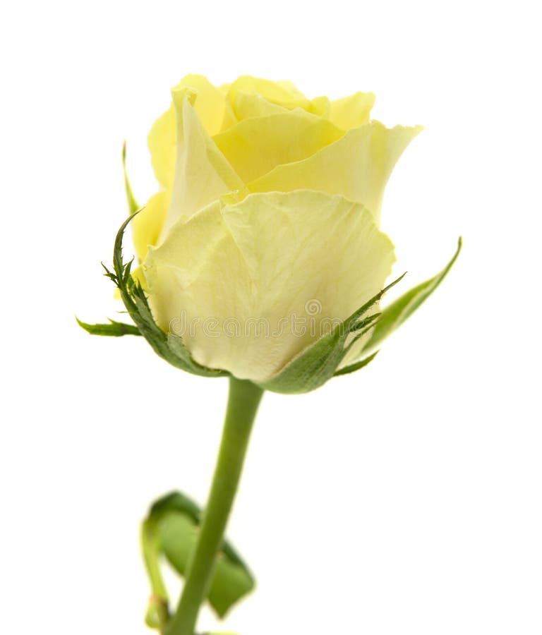 Yellow-green rose stock photo. Image of macro, bloom - 54297568