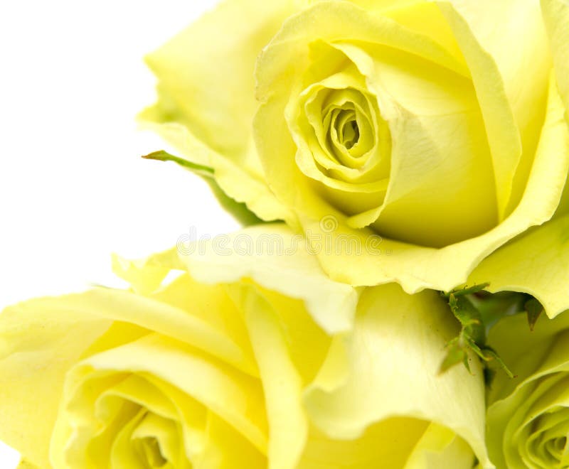 Yellow-green rose stock image. Image of cutout, lime - 54297825