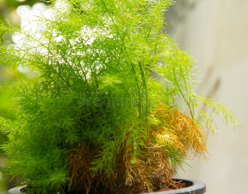 The yellow-green shaw stock image. Image of reflection - 56493447