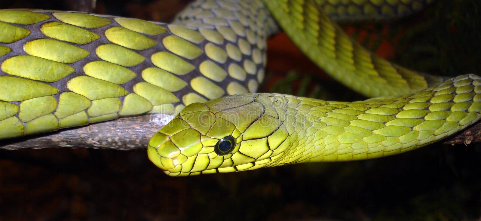 Bush Viper / Atheris Squamigera Stock Image - Image of scales, vipers ...