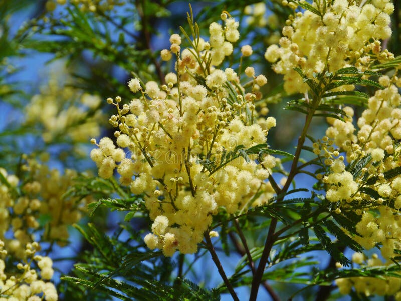 406 Australia Mimosa Stock Photos - Free & Royalty-Free Stock Photos ...