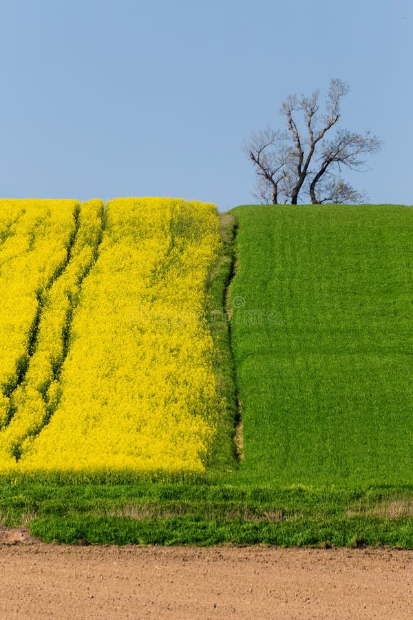 Yellow and Green Spring Field in Countryside Stock Image - Image of ...