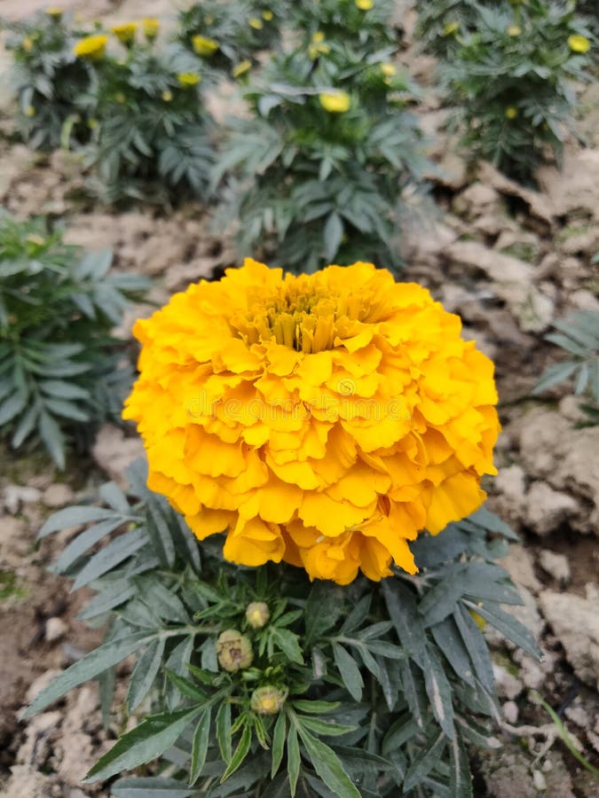 Yellow Green Springer Lovely Catchy Stock Image - Image of yellow ...