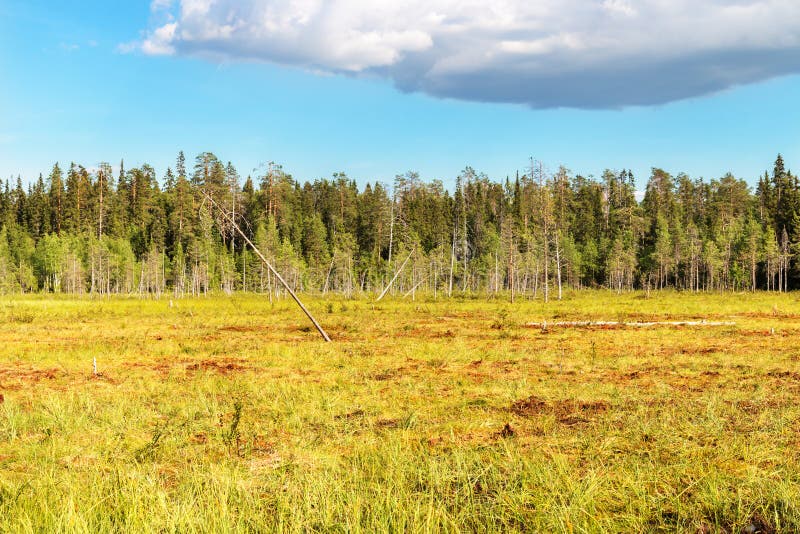 Yellow-green Swamp in Finland Stock Photo - Image of wilderness, tree ...