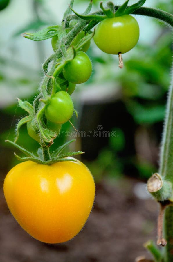 Yellow and Green Tomatoes on Tree Stock Photo - Image of leaf, rural ...