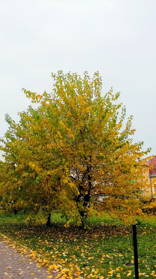 Yellow - Green Tree in Backyard Stock Image - Image of green, nature ...
