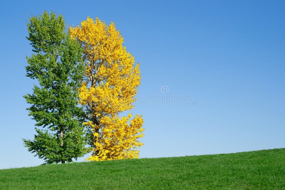 Yellow and Green Tree in the Field Stock Image - Image of life, autumn ...