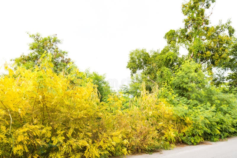 Yellow and Green tree stock photo. Image of growth, fall - 95065762