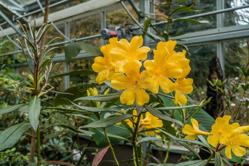 Yellow Greenhouse Flowers stock photo. Image of macro - 92362282