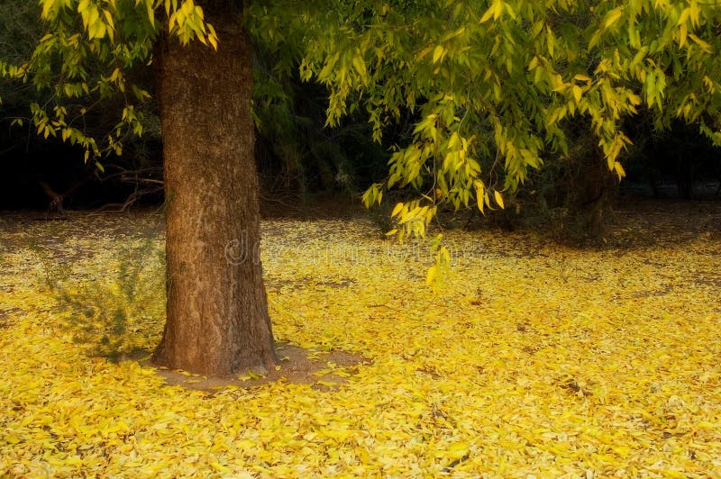Yellow Ground stock photo. Image of outside, season, pattern - 1546032