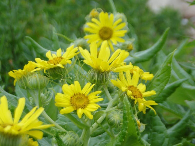 Yellow groundsel stock image. Image of groundsel, bush - 315097391