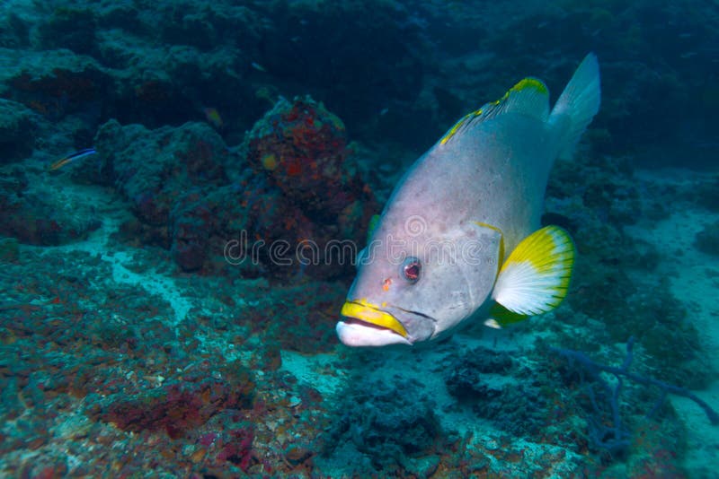 Yellow Grouper, Indian Ocean Underwater Stock Image - Image of ...
