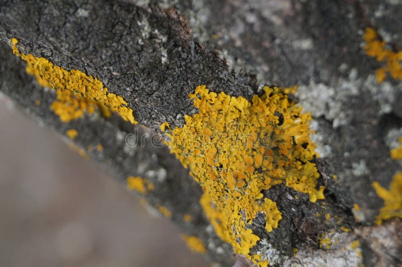 Yellow growth on the tree stock photo. Image of tree - 113949960