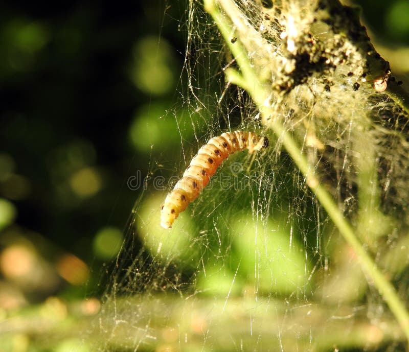 Worm in Net on Tree Branch, Lithuania Stock Photo - Image of fauna ...