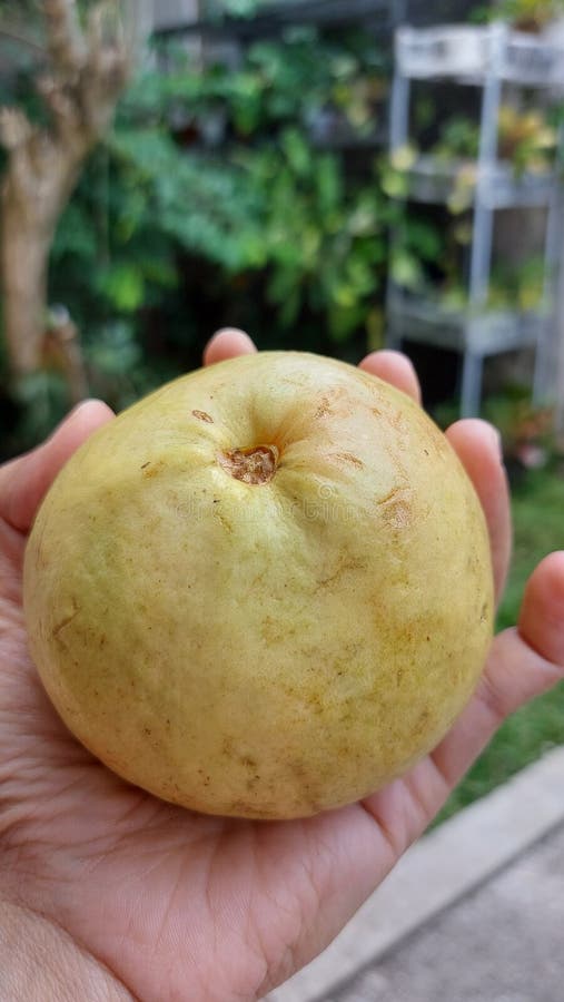 A Yellow Guava Fruit in Hand Stock Image - Image of package, vegetable ...